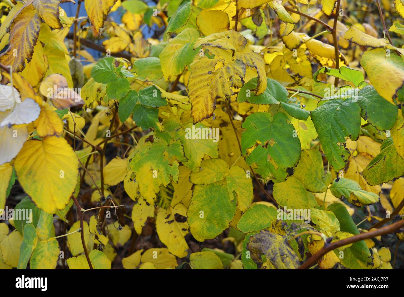 Green-yellow large autumn raspberry leaves on raspberry branches in a ...