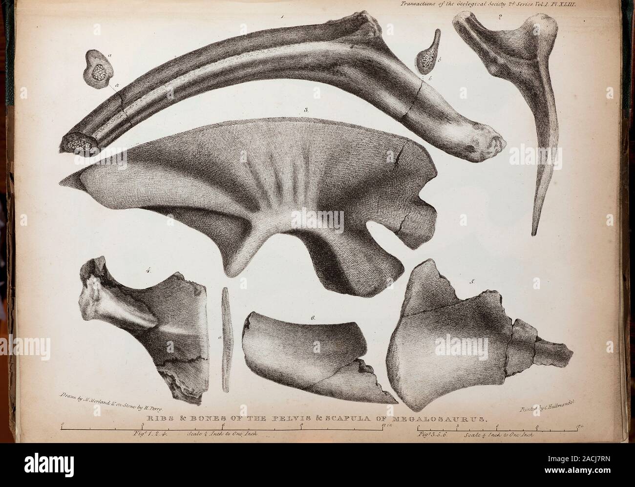 1824 Plate XLIII of ribs, pelvis and scapula of Megalosaurus drawn by ...