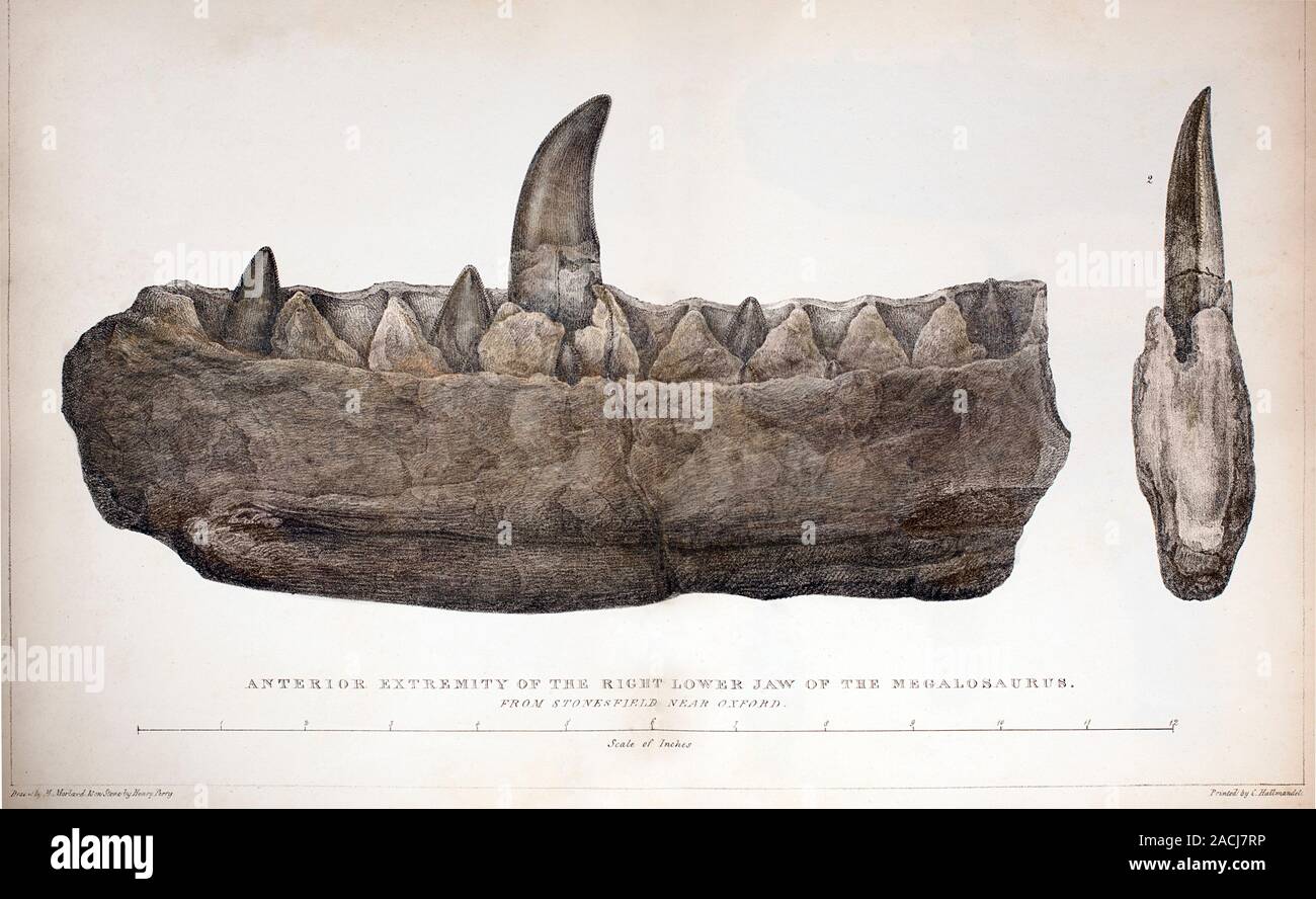 1824 Double quarto Plate XL of Megalosaurus' jaw and teeth drawn by ...