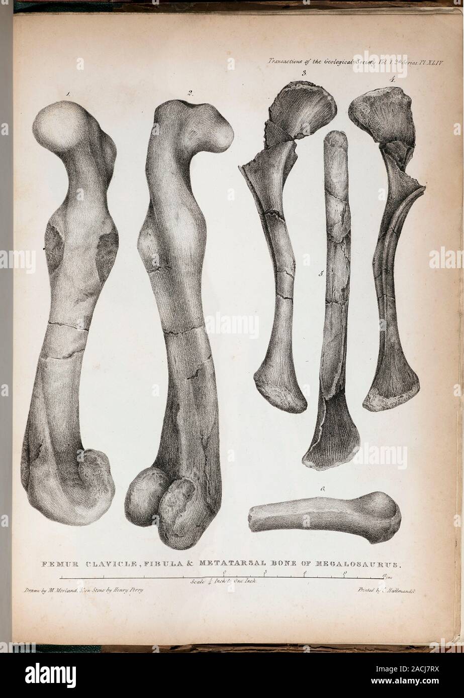 1824 Plate XLIV of Megalosaurus' femur, clavicle, fibula and ...
