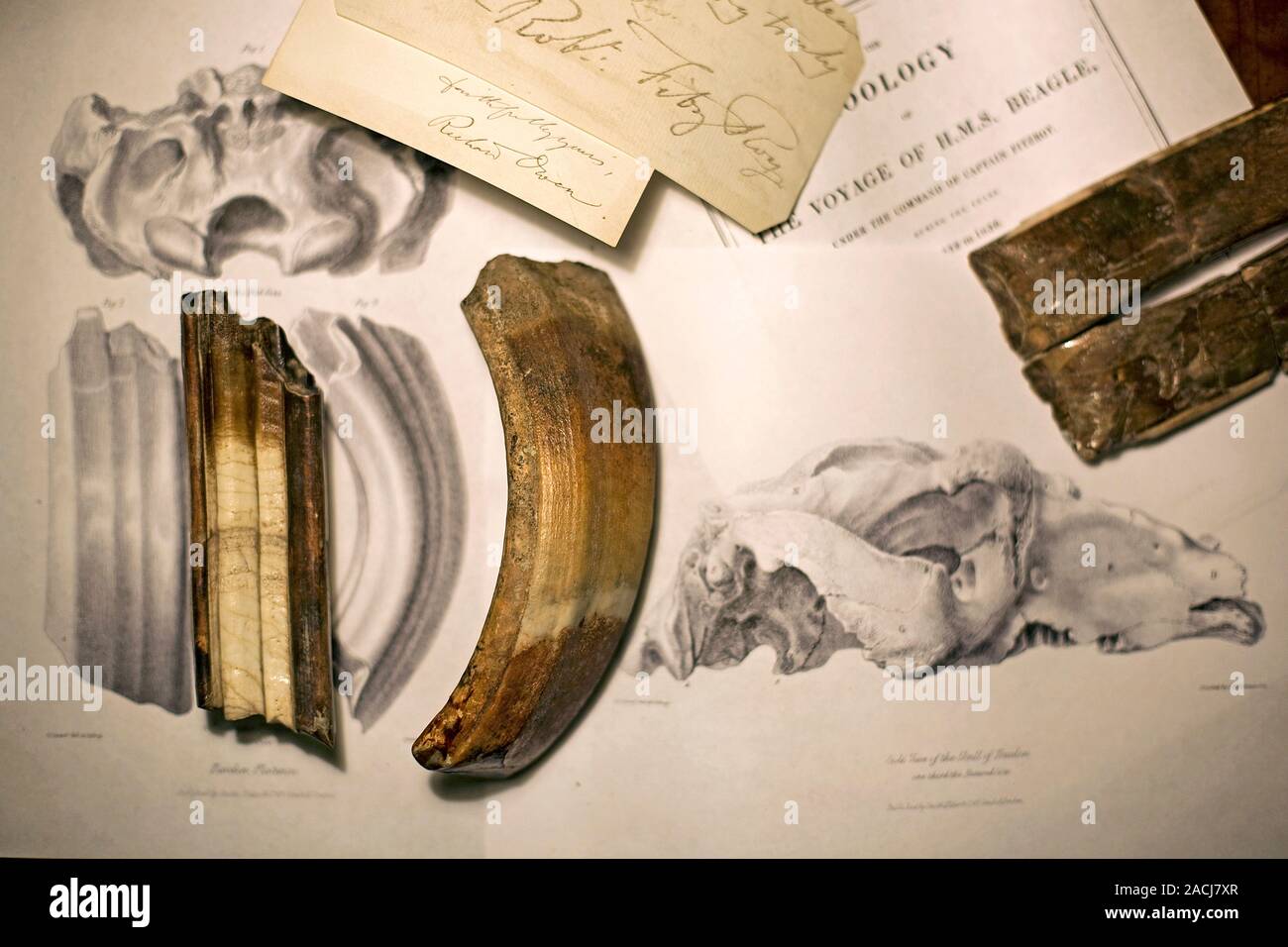 Toxodon platensis fossil teeth together with teeth featured in George ...