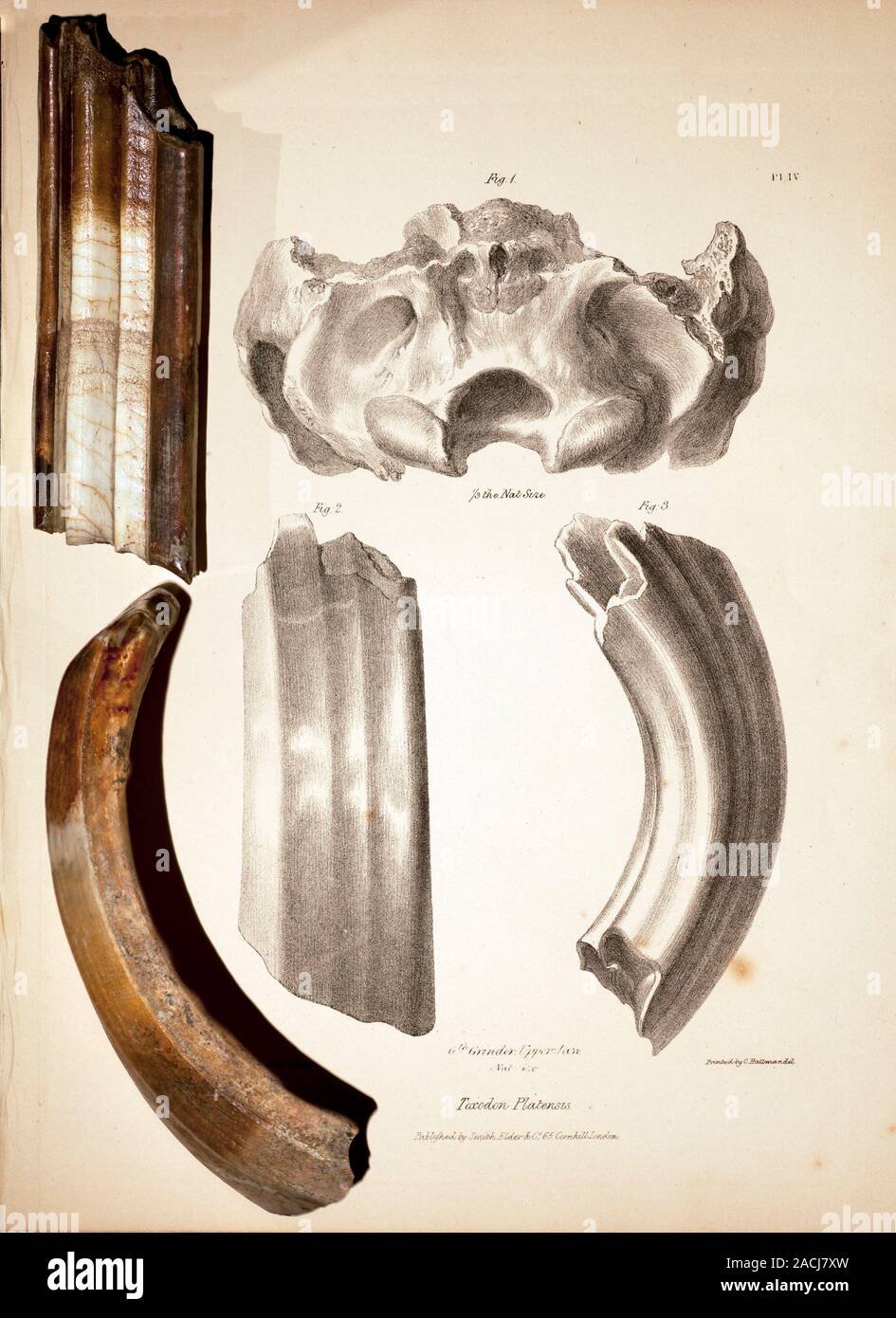 Toxodon platensis fossil teeth together with the illustrations featured ...