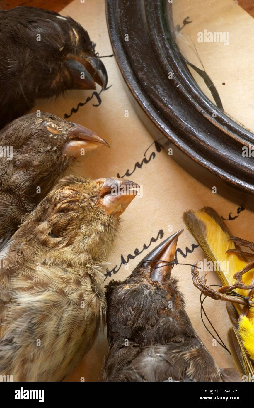 A group of Darwin's finches, Geospizinae, from the collection of the ...