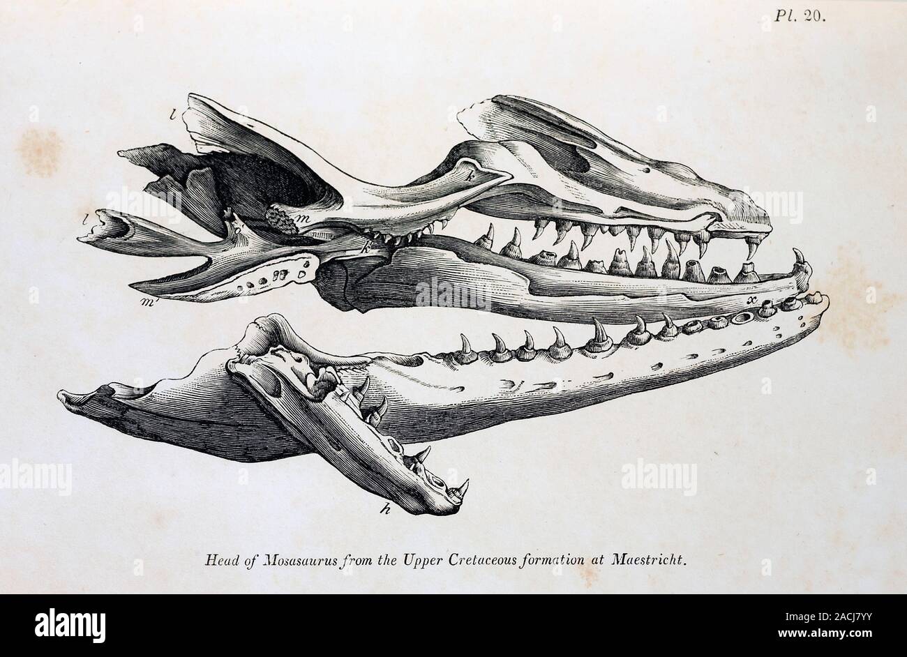 Engraving from William Buckland's 1835 Geology and Minerology" of ...