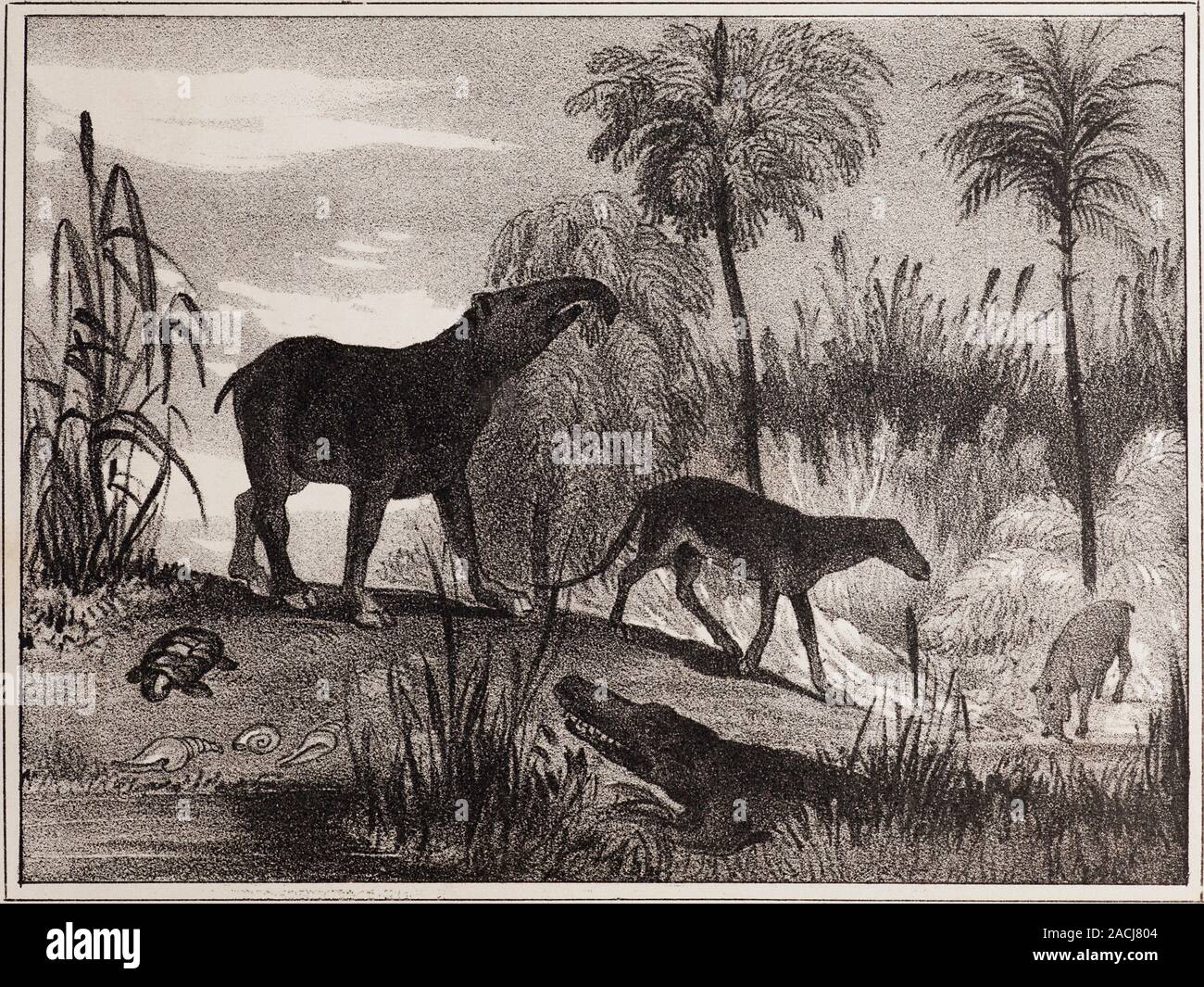 Extinct Animals that once lived where Paris now is" an anonymous ...