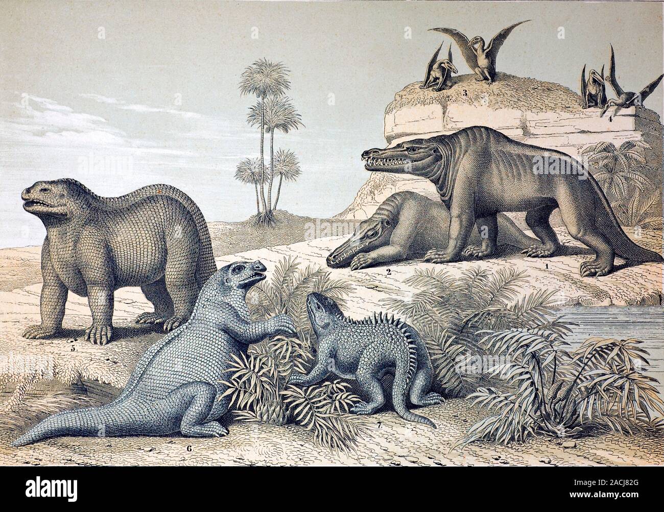 Lithograph with later hand colouring combining two of Benjamin ...