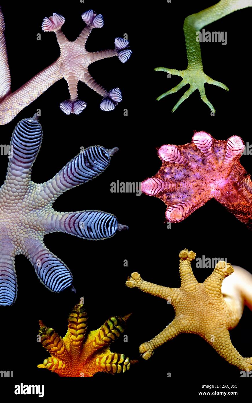 Photomontage of living gecko feet showing a variety of forms. Gecko ...