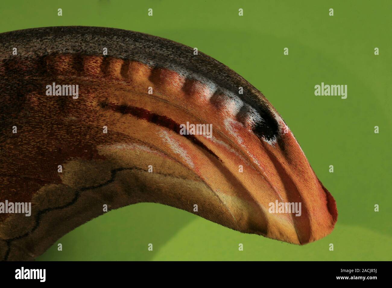 Wing tip of an atlas moth (Attacus atlas) of Northern India showing the ...