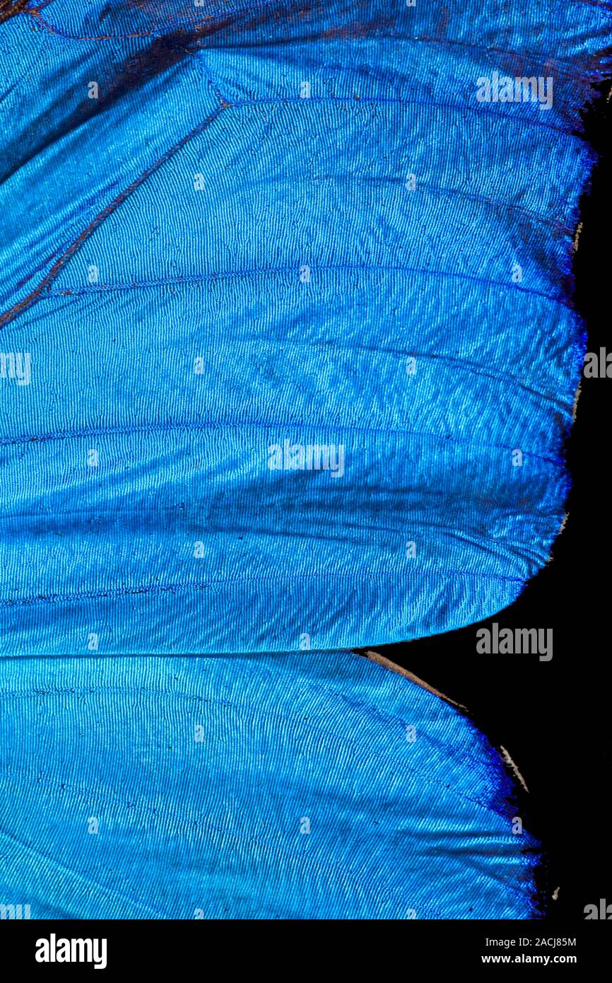 Morpho menelaus wing close up. Morpho wings have no blue pigment, and ...