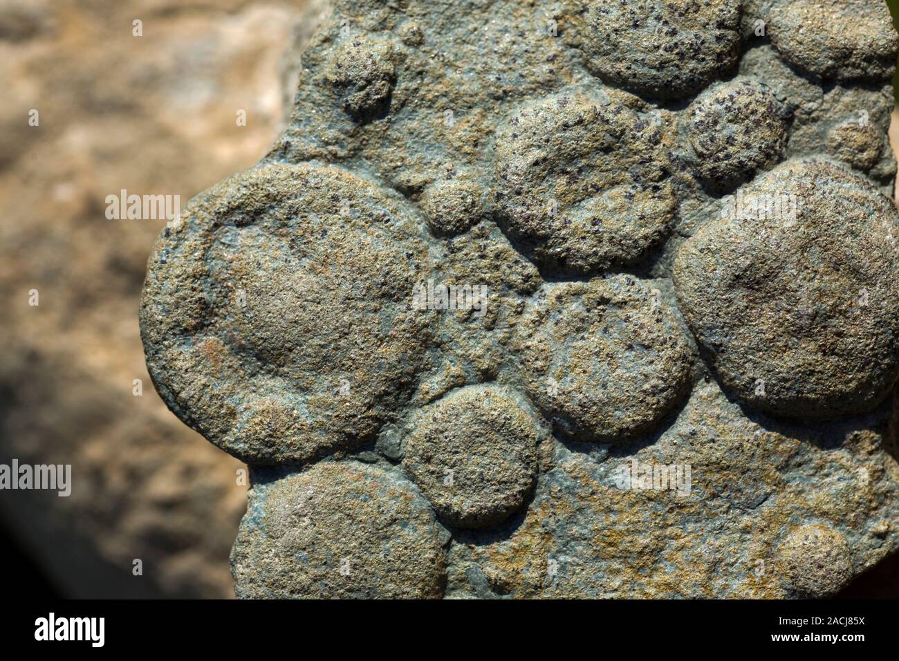 Nemiana simplex is an White Sea Ediacaran fossil (upper Vendian) in the ...