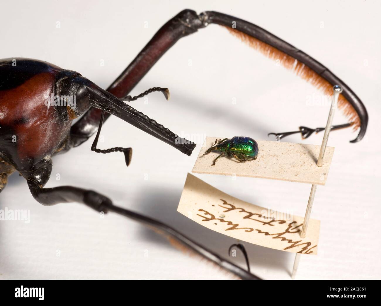 Two species of weevil showing the size disparity even in single ...