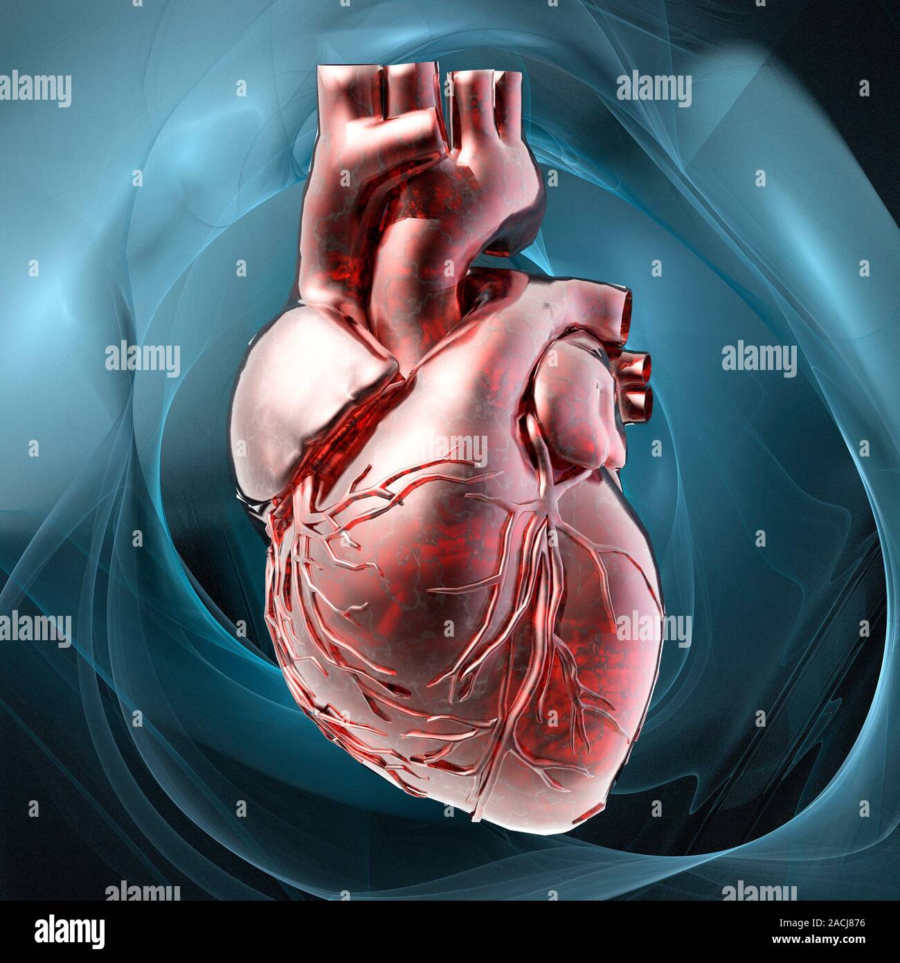 Human heart, computer artwork Stock Photo - Alamy