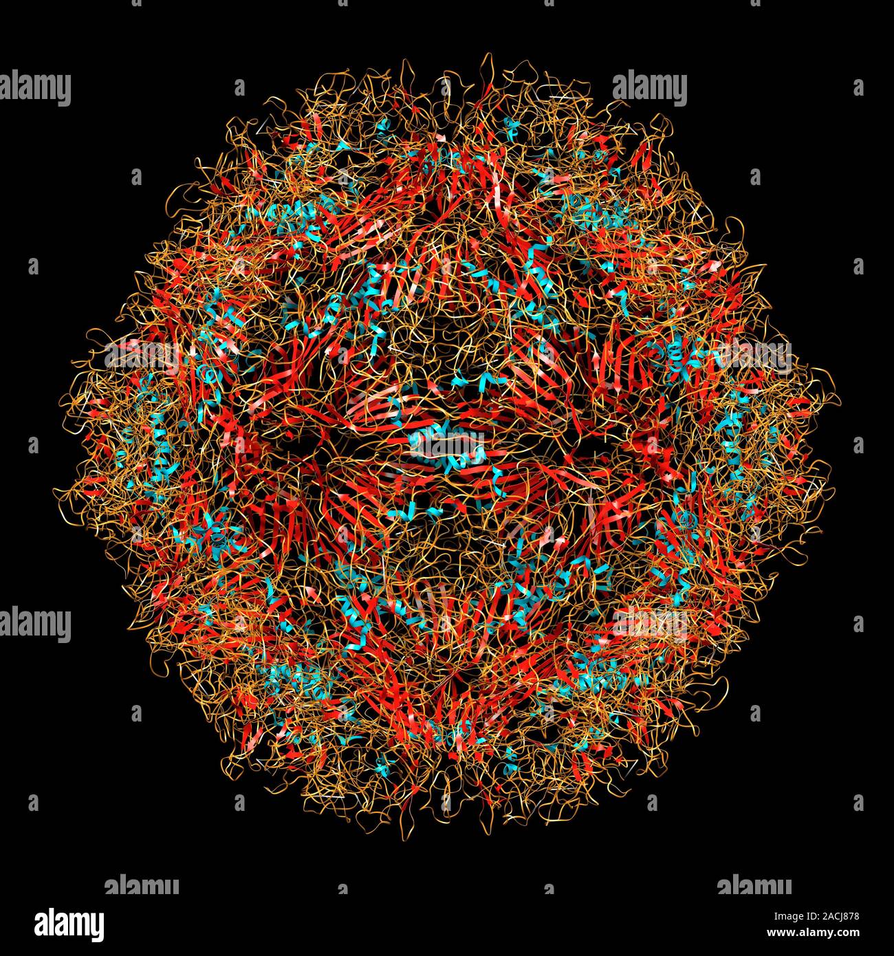 Parvovirus particle. Molecular model showing the structure of the ...