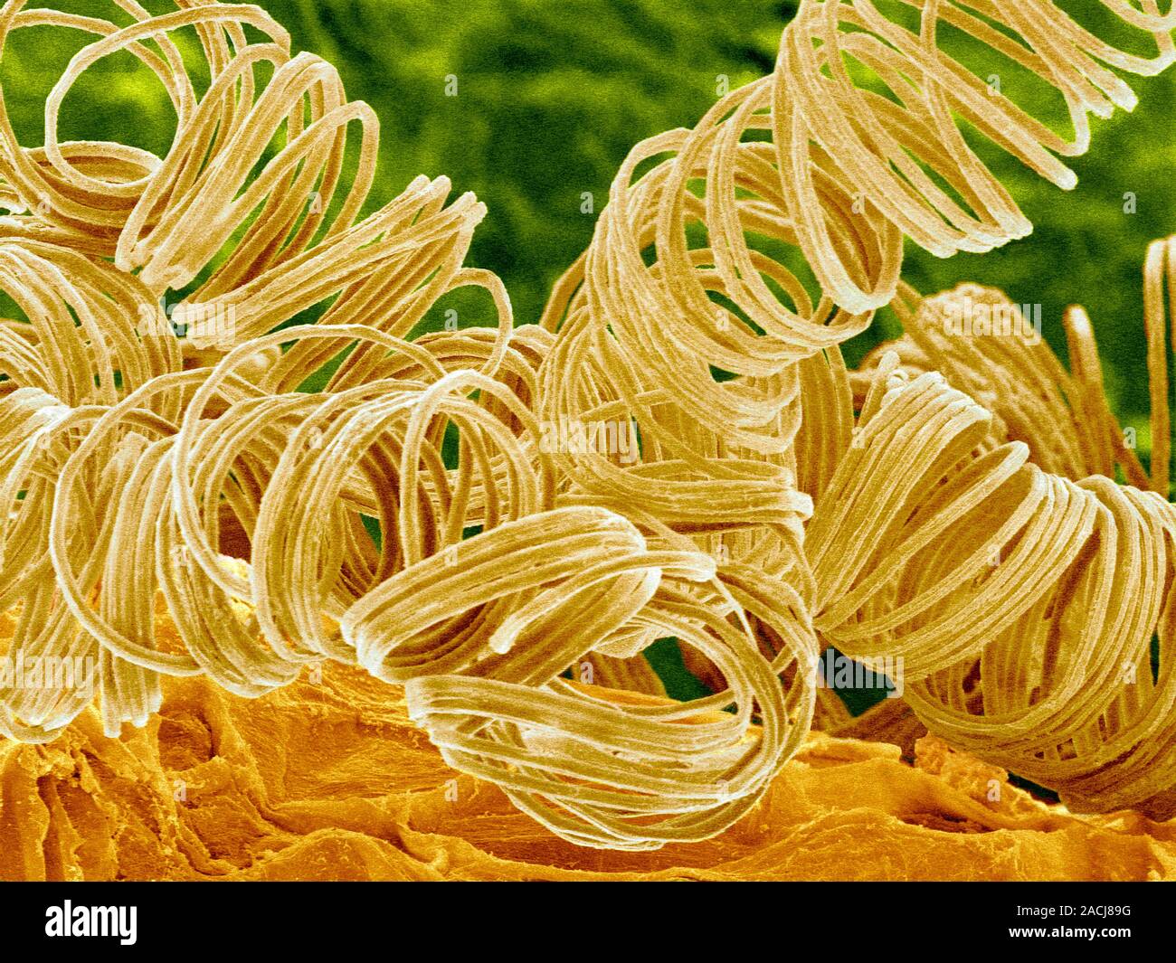 Lotus stem. Coloured scanning electron micrograph (SEM) of a section ...
