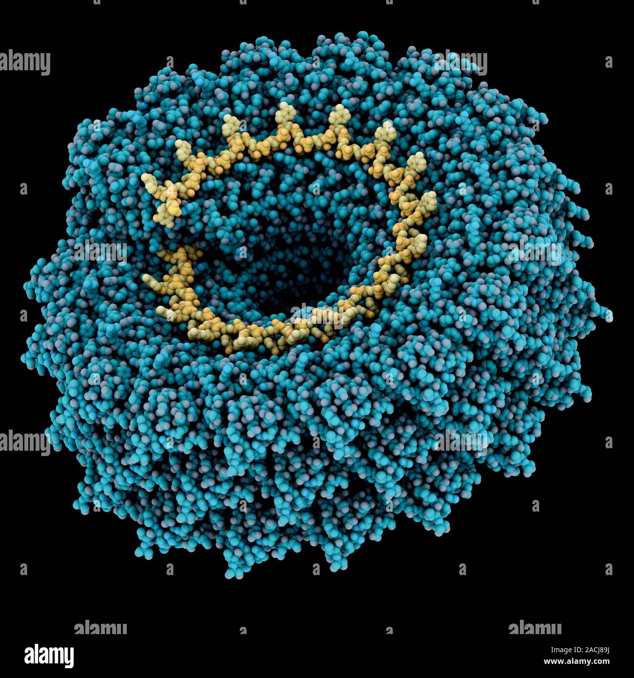 Plant Virus Structure Virus: Structure, Classification,