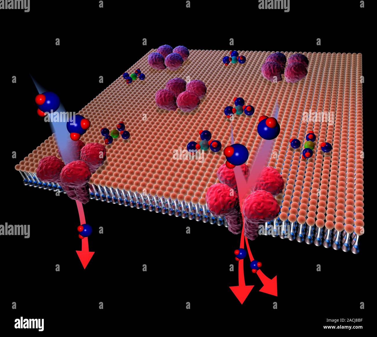 Aquaporin membrane proteins. Artwork of a cell membrane and membrane ...