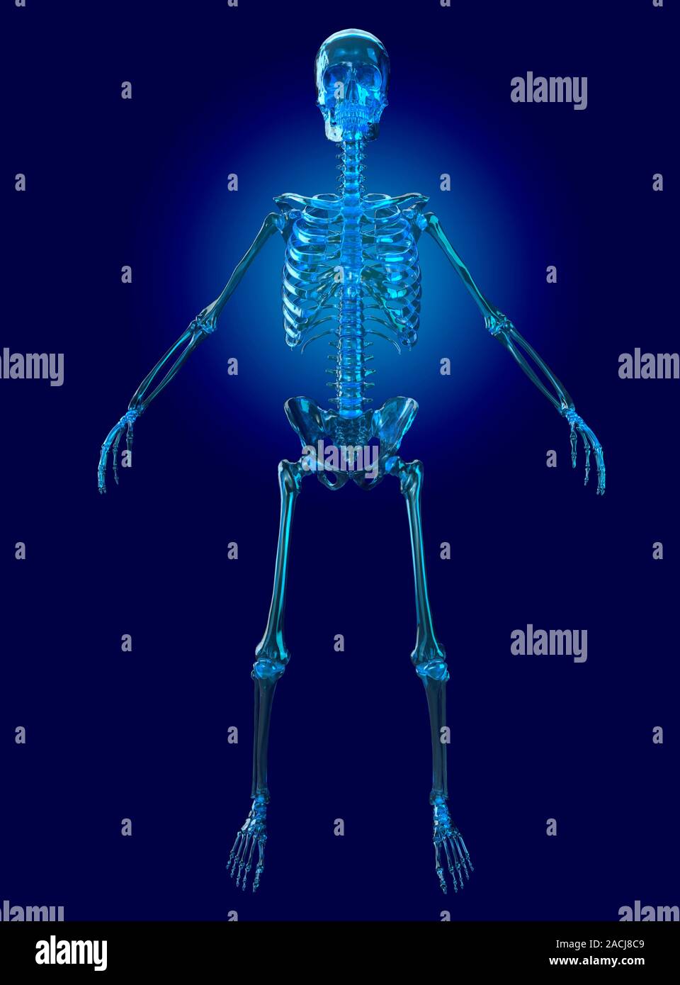 Human male skeleton, artwork. The 206 bones of the skeleton provide ...