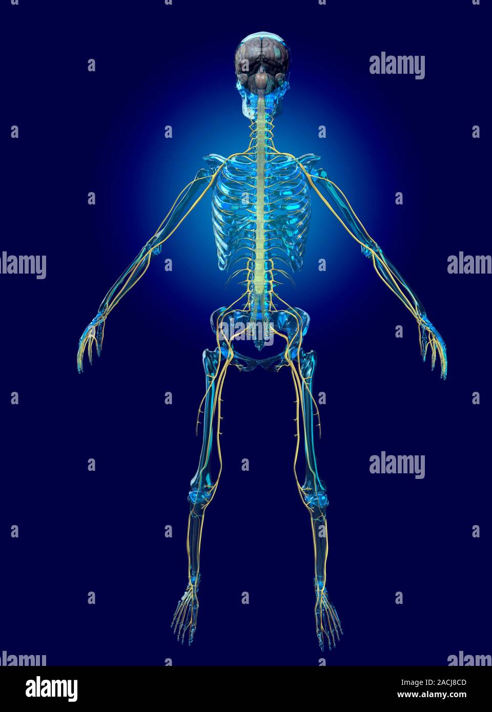 Human nervous system with a female skeleton, artwork. The human nervous ...