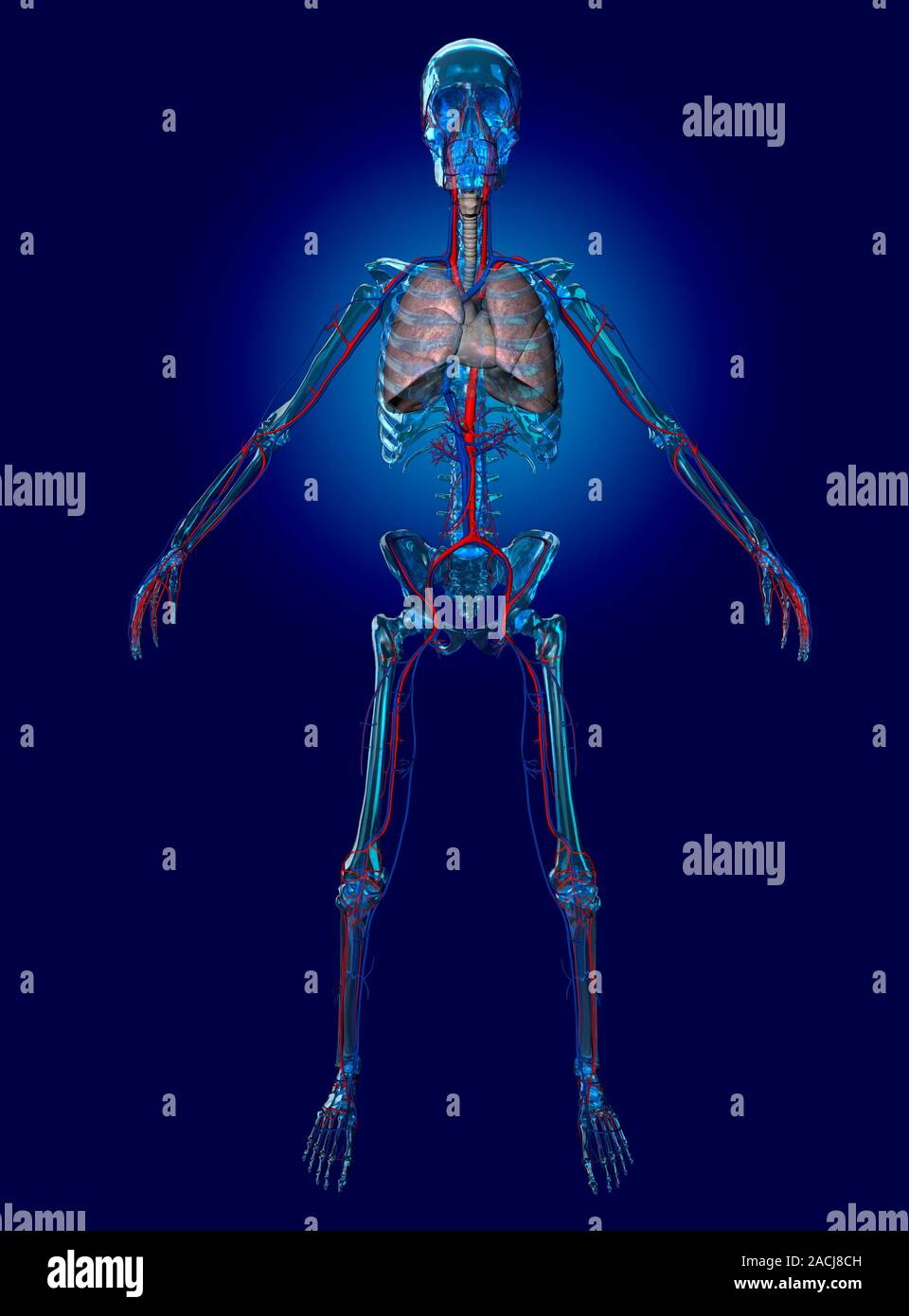Human circulatory system with a male skeleton, artwork. The ...