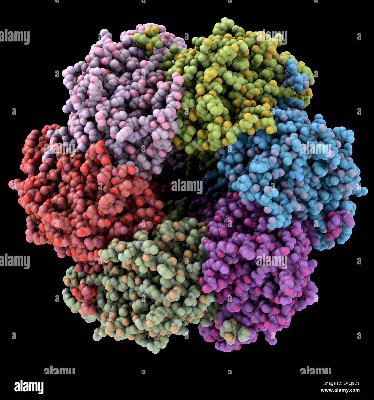 Bacteria circadian clock protein molecule. Computer model showing the molecular structure of the ...