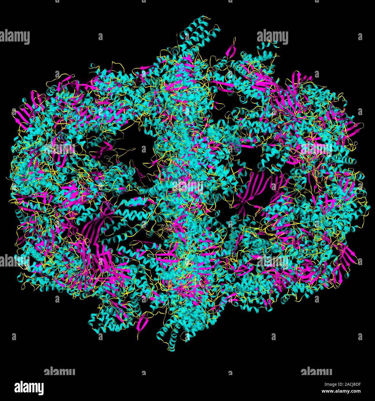Fatty Acid Synthase In Complex With Nadp Computer Model Showing The Molecular Structure Of
