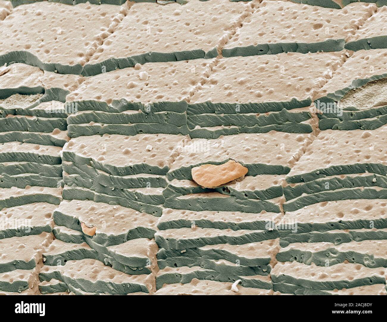 Gecko eye lens. Coloured scanning electron micrograph (SEM) of a freeze ...