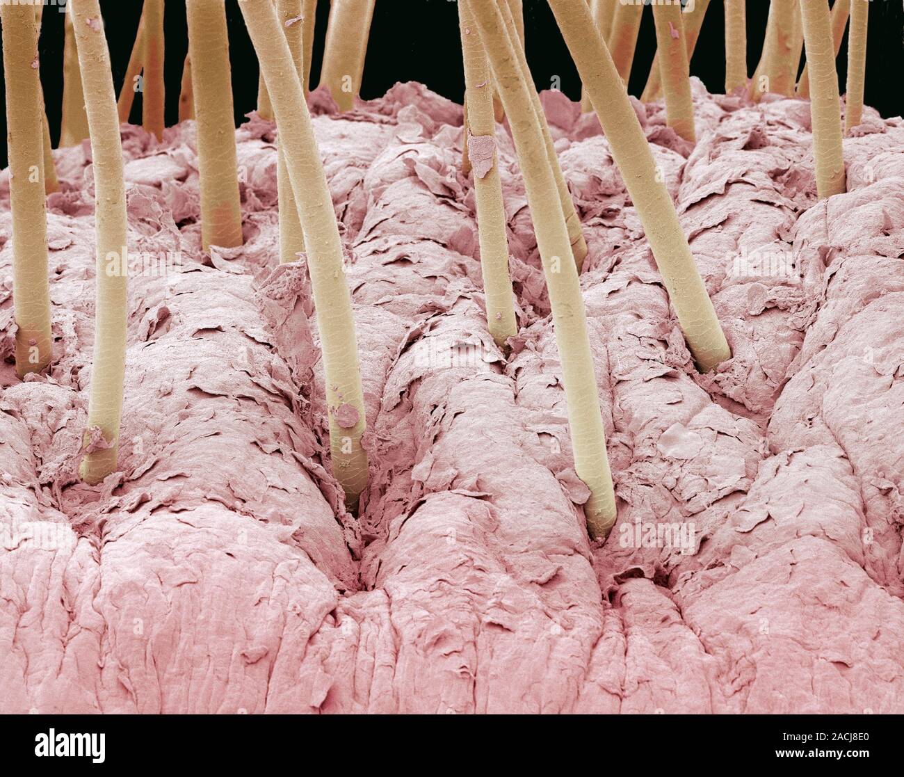 Squirrel monkey lip. Coloured scanning electron micrograph (SEM) of the ...