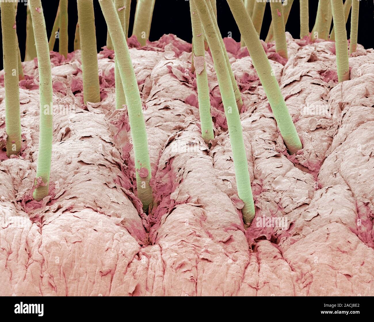 Squirrel monkey lip. Coloured scanning electron micrograph (SEM) of the ...