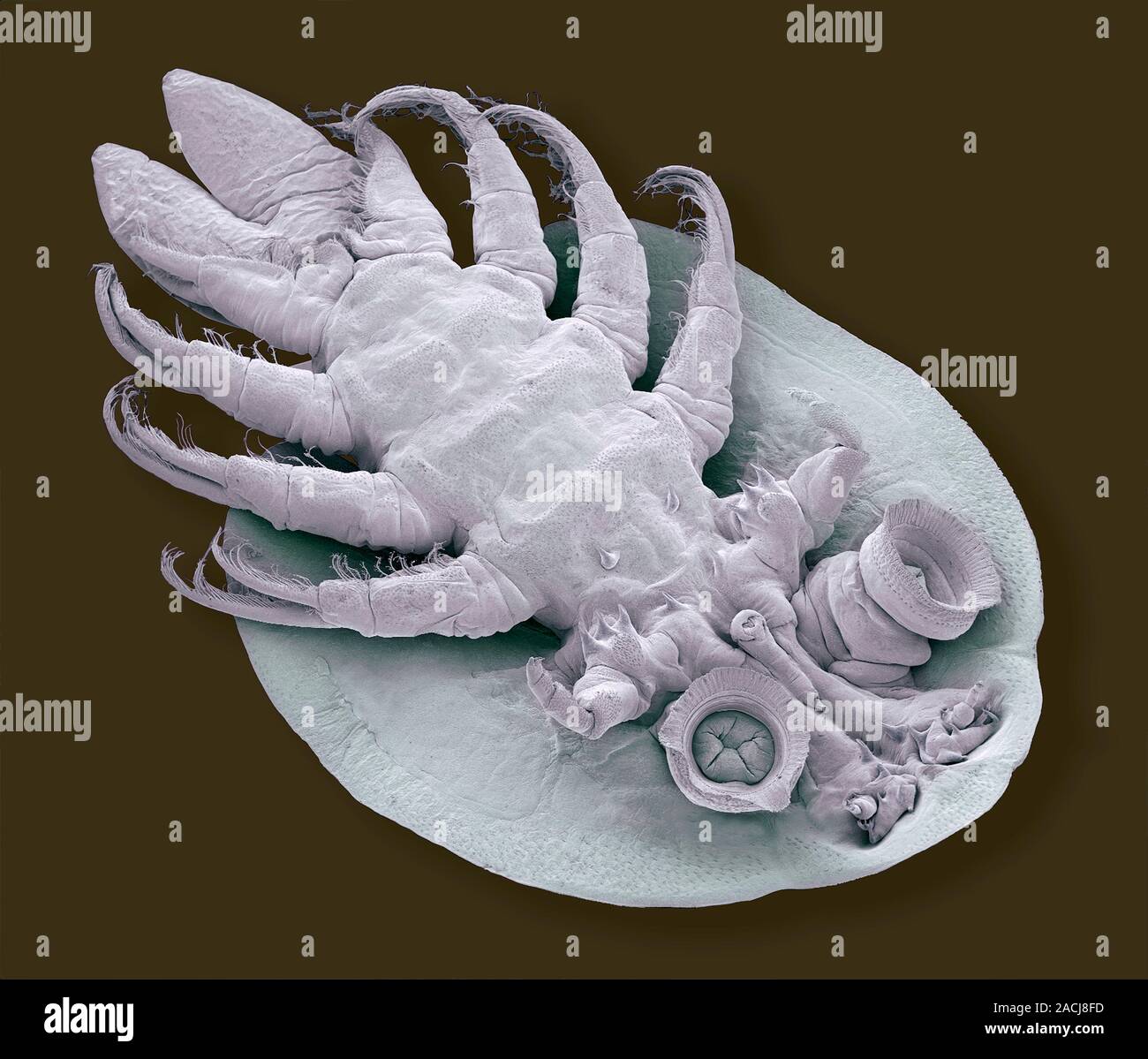 Fish louse. Coloured scanning electron micrograph (SEM) of the ...