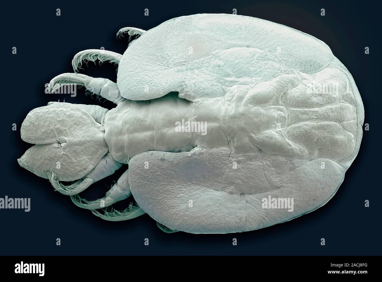 Fish louse. Coloured scanning electron micrograph (SEM) of a fish louse ...