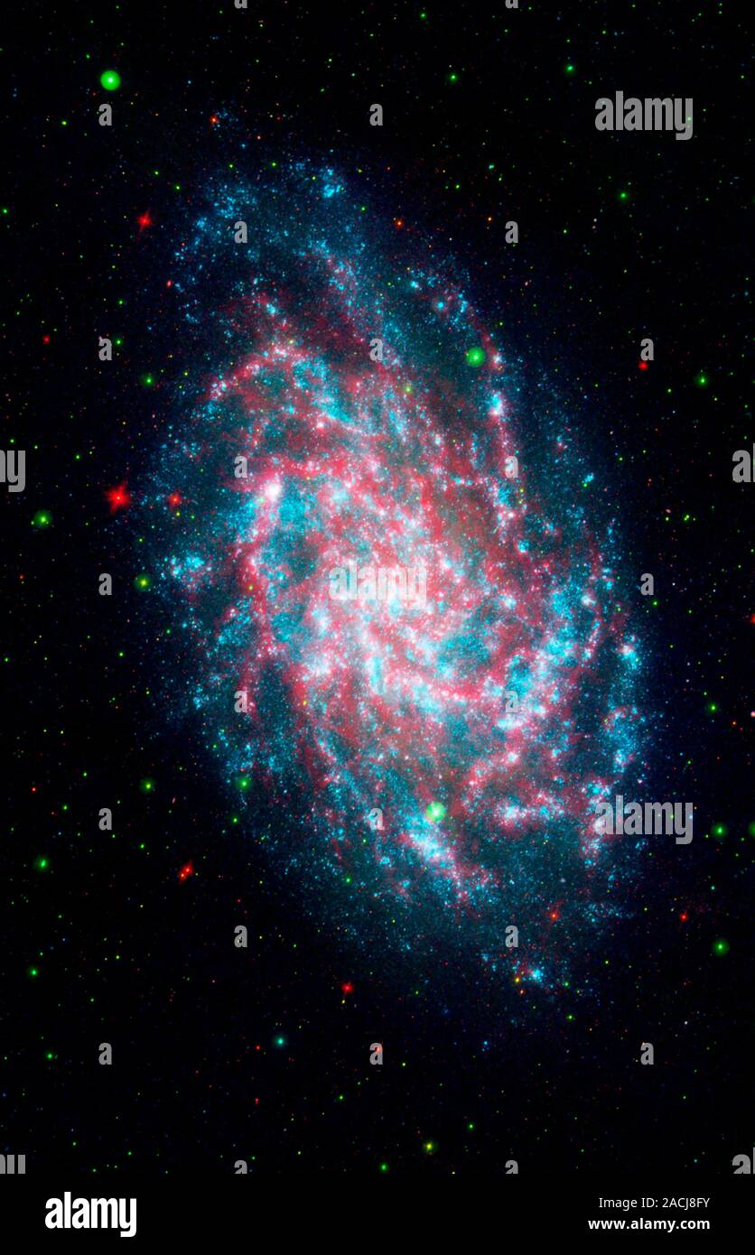Triangulum galaxy (M33), combined ultraviolet and infrared image. This spiral galaxy, also known ...
