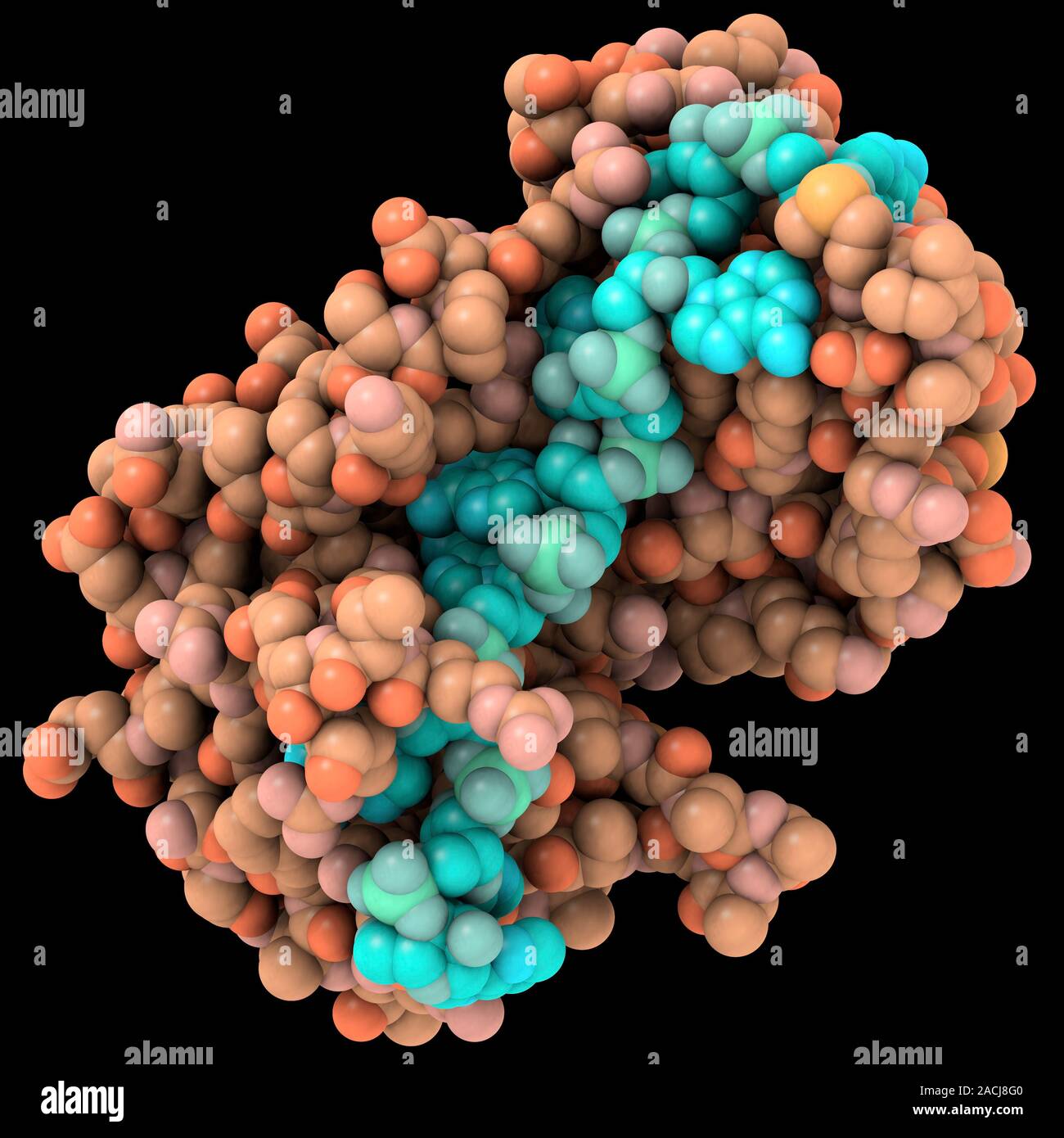 RNA binding protein and mRNA complex. Computer model showing the ...