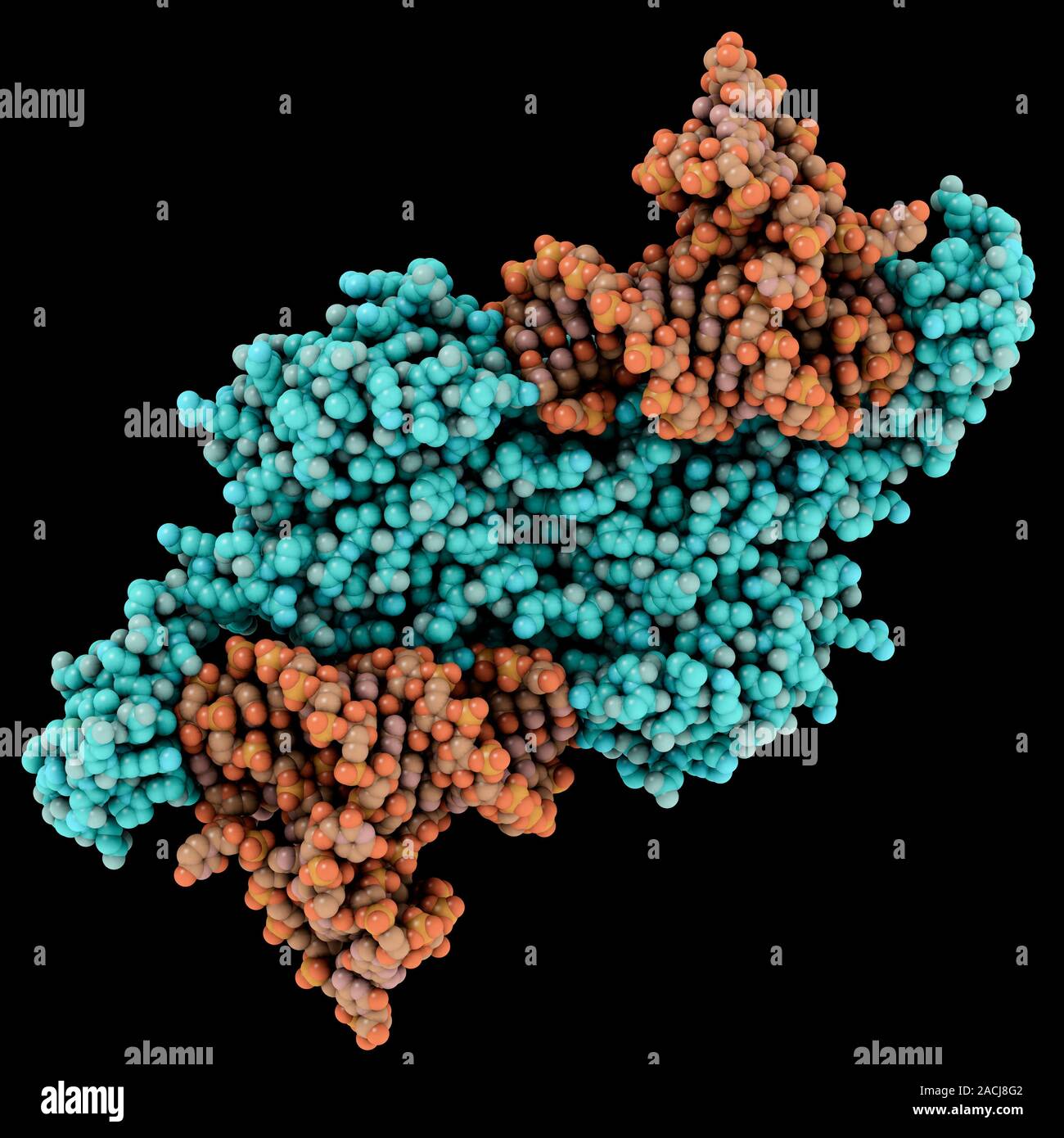 Ribonuclease bound to transfer RNA. Computer model showing the ...