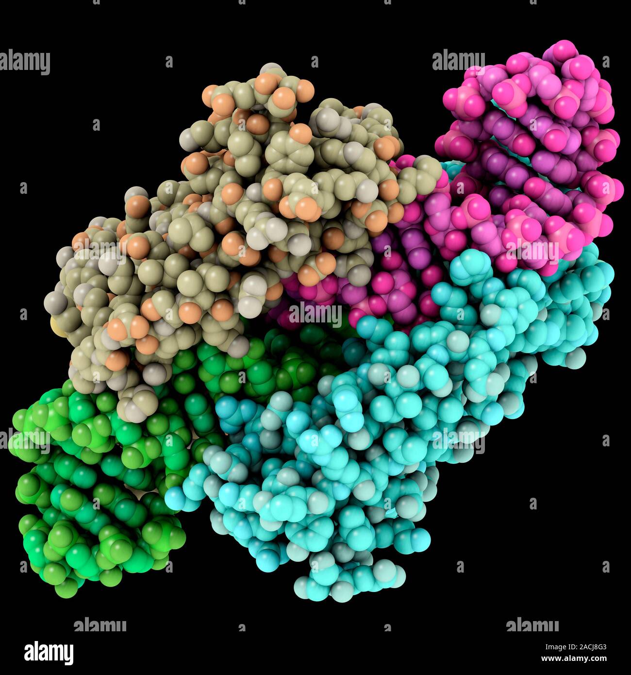 Ribonuclease bound to transfer RNA. Computer model showing the ...