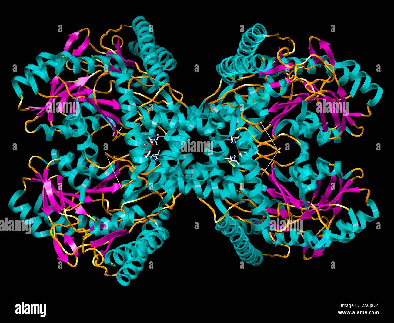 Selenocysteine synthase enzyme molecule. Computer model showing the ...