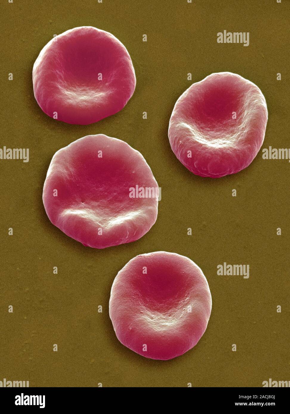 Red blood cells. Coloured scanning electron micrograph (SEM) of human ...