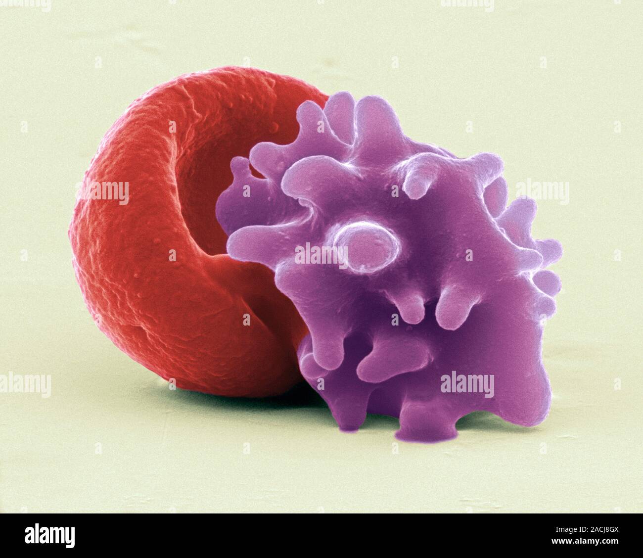Red blood cells. Coloured scanning electron micrograph (SEM) of two red ...