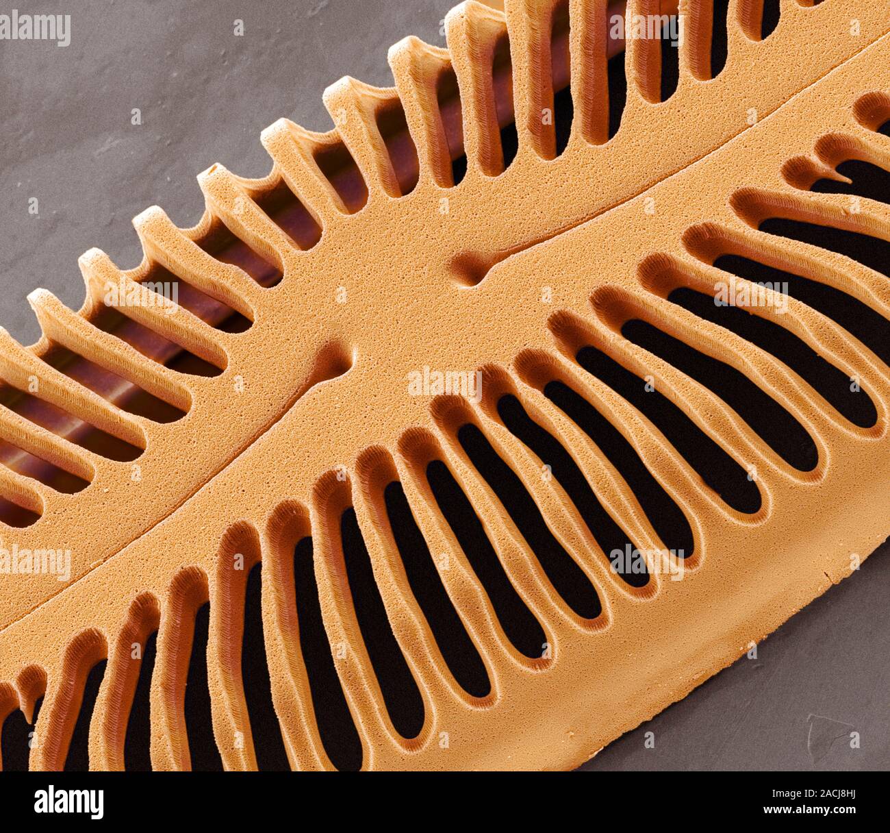 Diatom frustule. Coloured scanning electron micrograph (SEM) of the ...