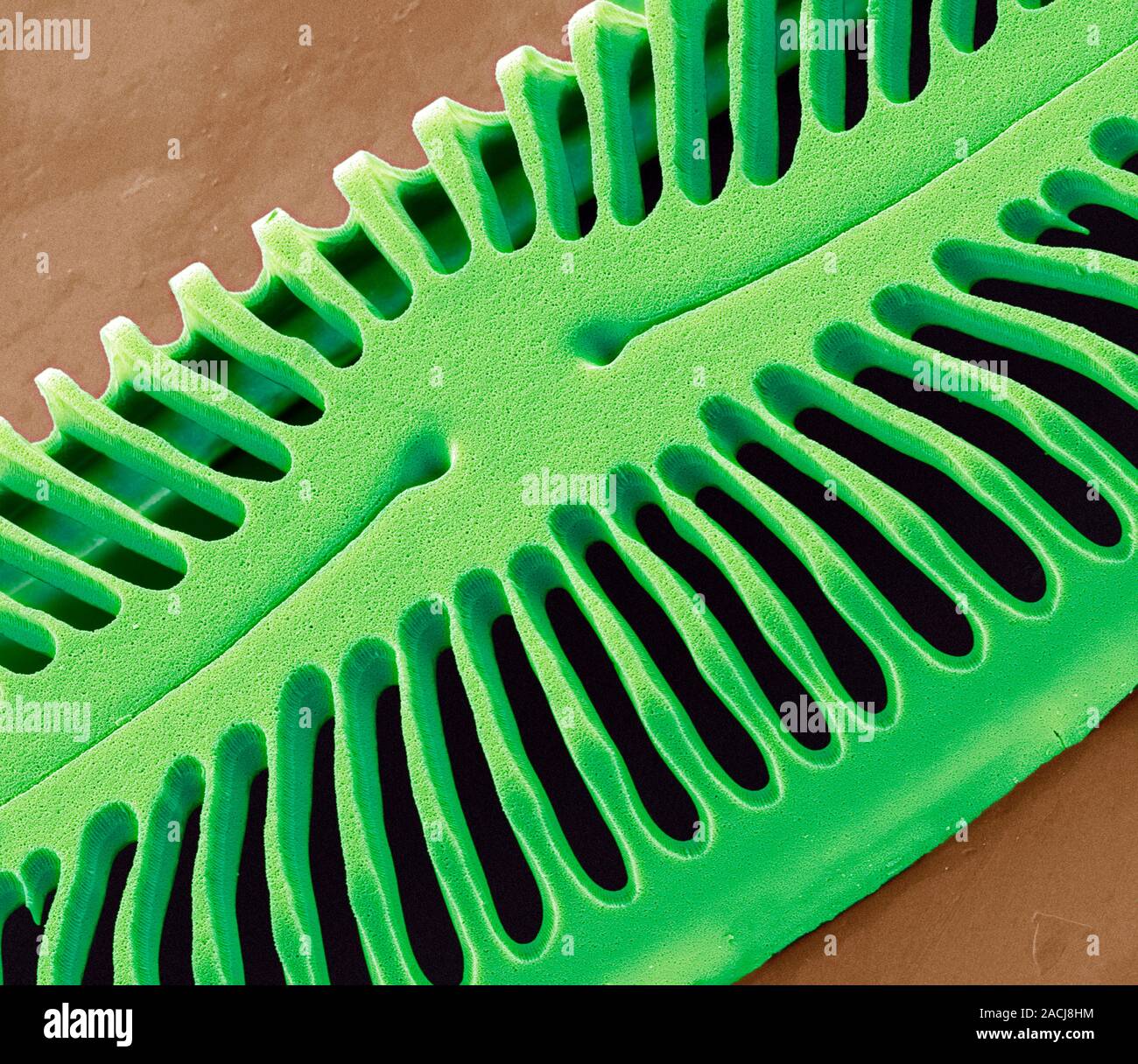 Diatom frustule. Coloured scanning electron micrograph (SEM) of the ...