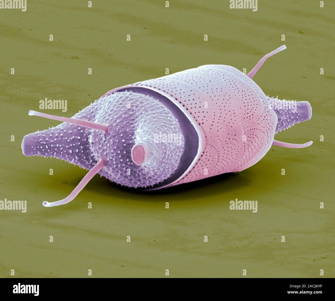Diatom. Coloured scanning electron micrograph (SEM) of a Biddulphia sp ...