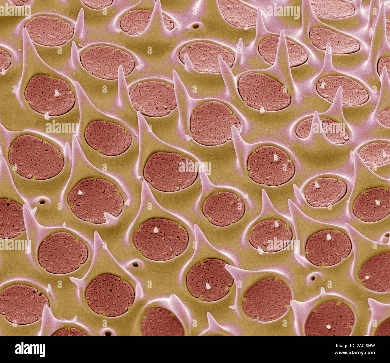Diatom shell. Coloured scanning electron micrograph (SEM) of the shell ...