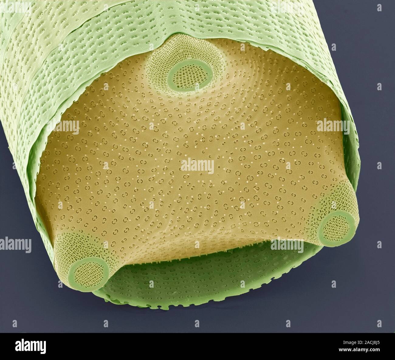 Diatom shell. Coloured scanning electron micrograph (SEM) of the shell ...