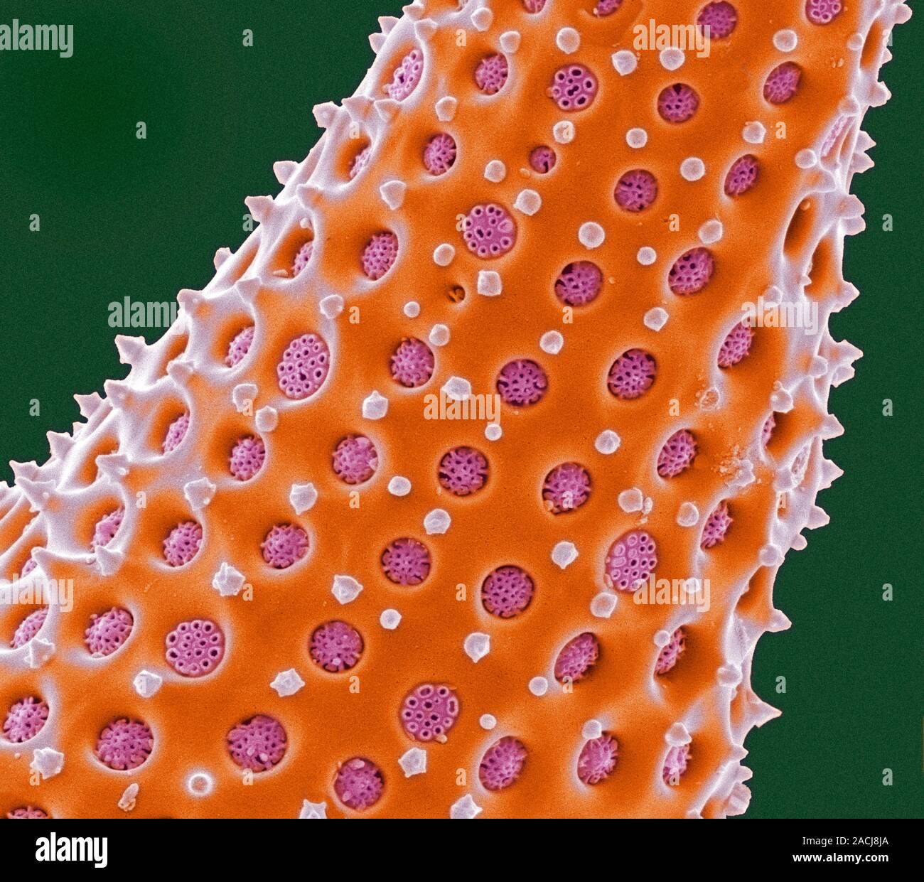 Diatom shell. Coloured scanning electron micrograph (SEM) of the shell ...