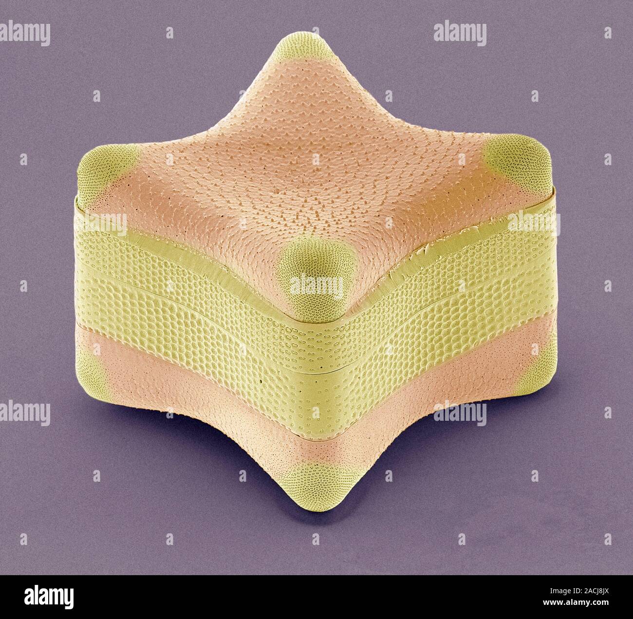 Diatom. Coloured scanning electron micrograph (SEM) of a Triceratium ...