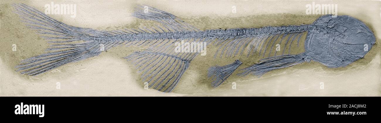 Fossil fish, coloured scanning electron micrograph (SEM). Fossils ...