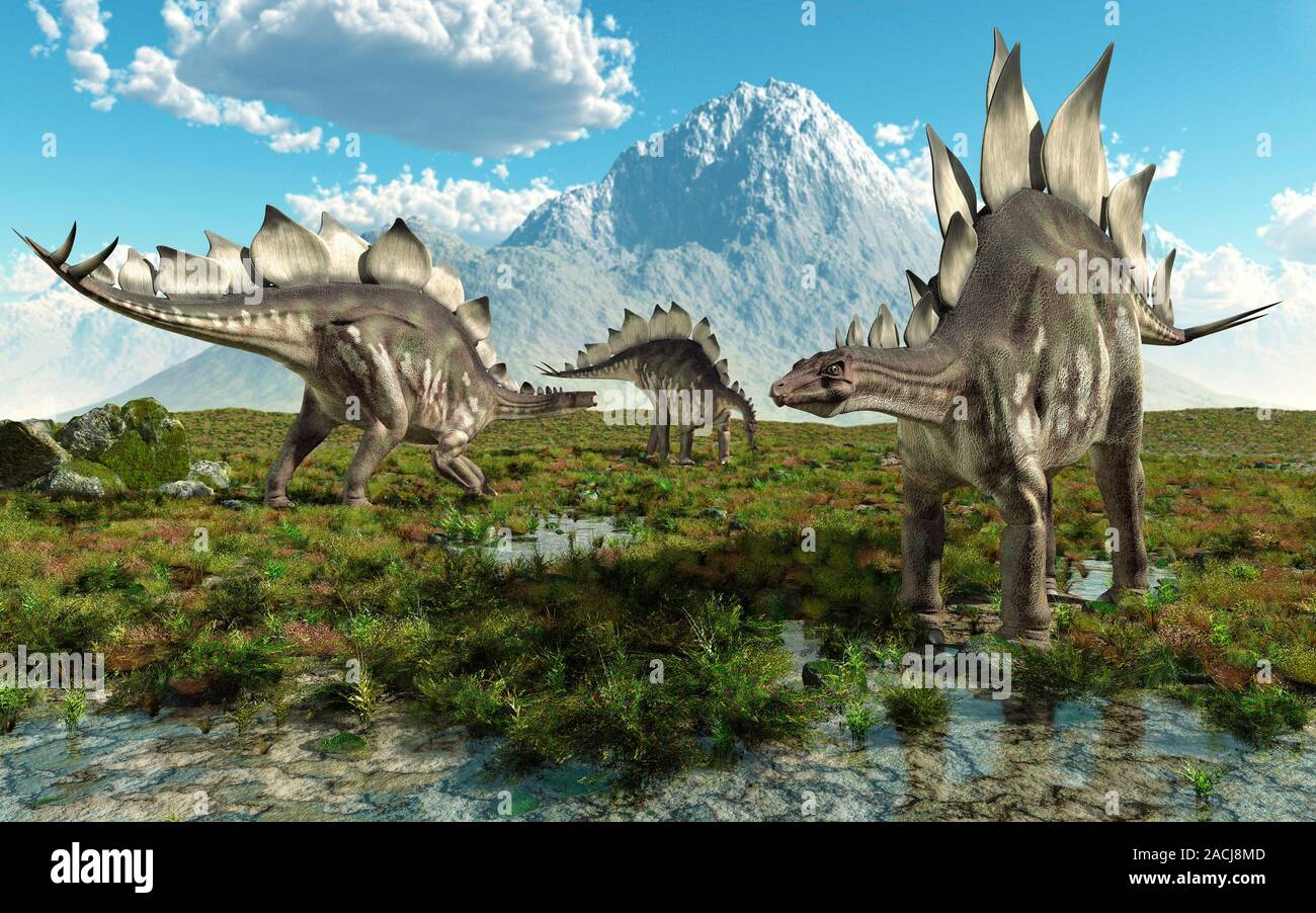 Stegosaurus dinosaurs, computer artwork. Stegosaurs ('roofed reptiles ...