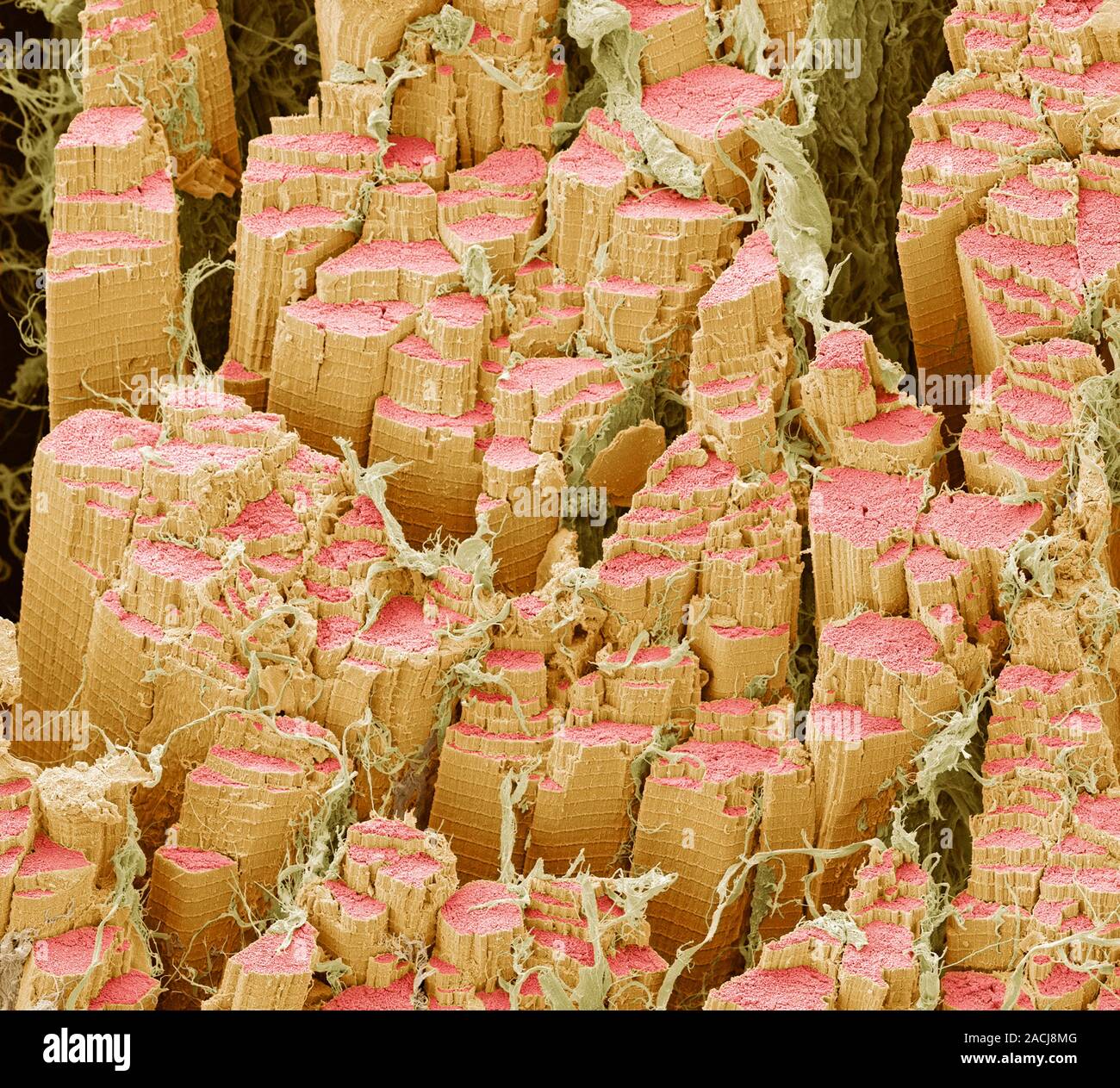 Muscle fibre. Coloured scanning electron micrograph (SEM) of a freeze-fractured skeletal (or ...