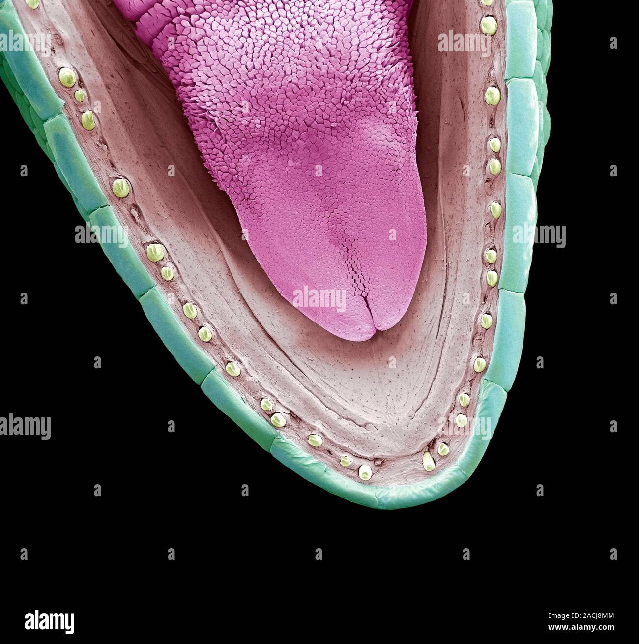 Lower jaw of a gecko, coloured scanning electron micrograph (SEM). Seen ...