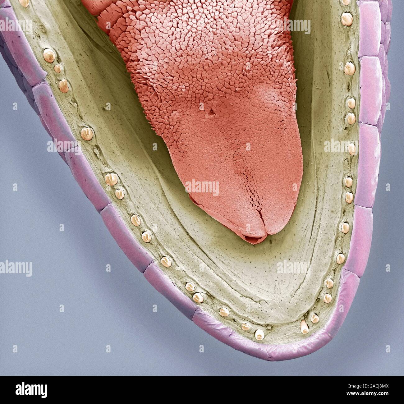 Lower jaw of a gecko, coloured scanning electron micrograph (SEM). Seen ...