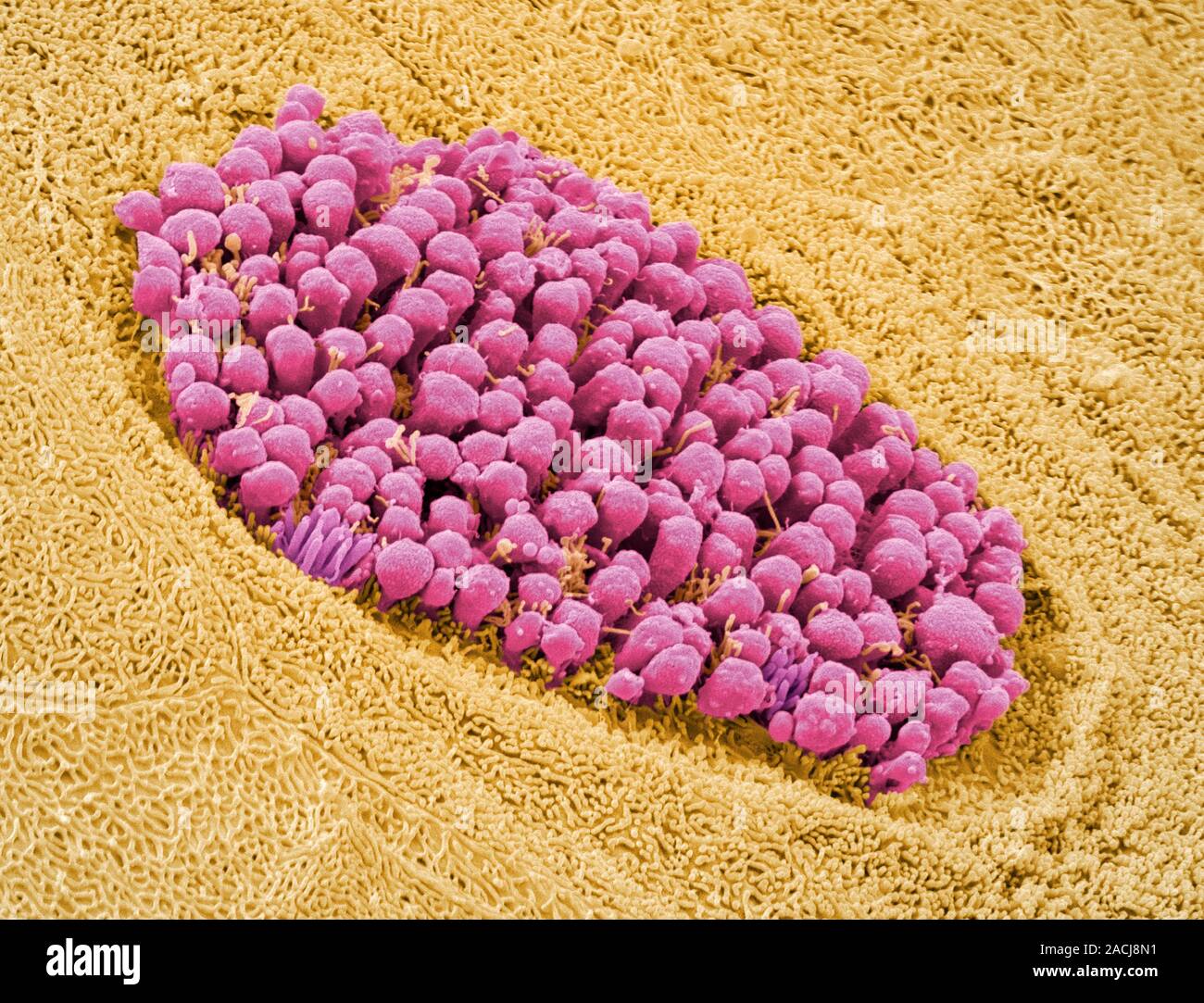 Gecko sensory organ. Coloured scanning electron micrograph (SEM) of a ...